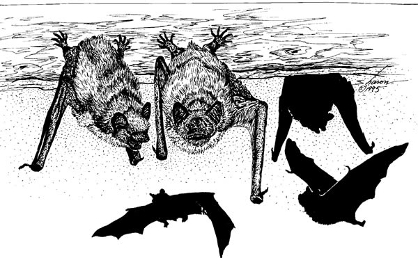 How to Get Rid of Bats | Professional Bat Removal | Allstate Animal Control