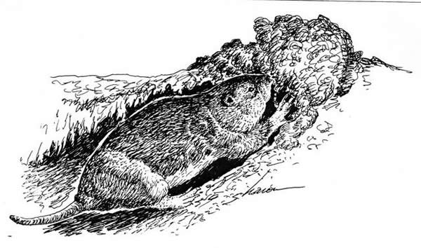 Gopher Control | How to Get Rid of Gophers | Kill Gophers