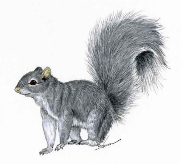 How to Get Rid of Squirrels | Squirrel Control | Squirrel Removal