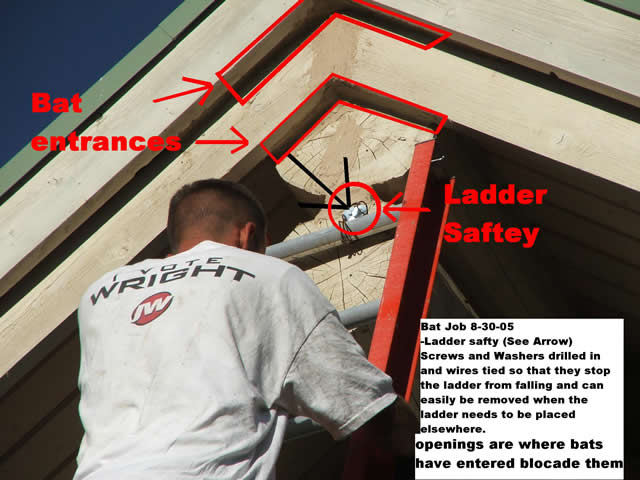 Frequently Asked Questions about Bats | Bat FAQ | Allstate Animal Control