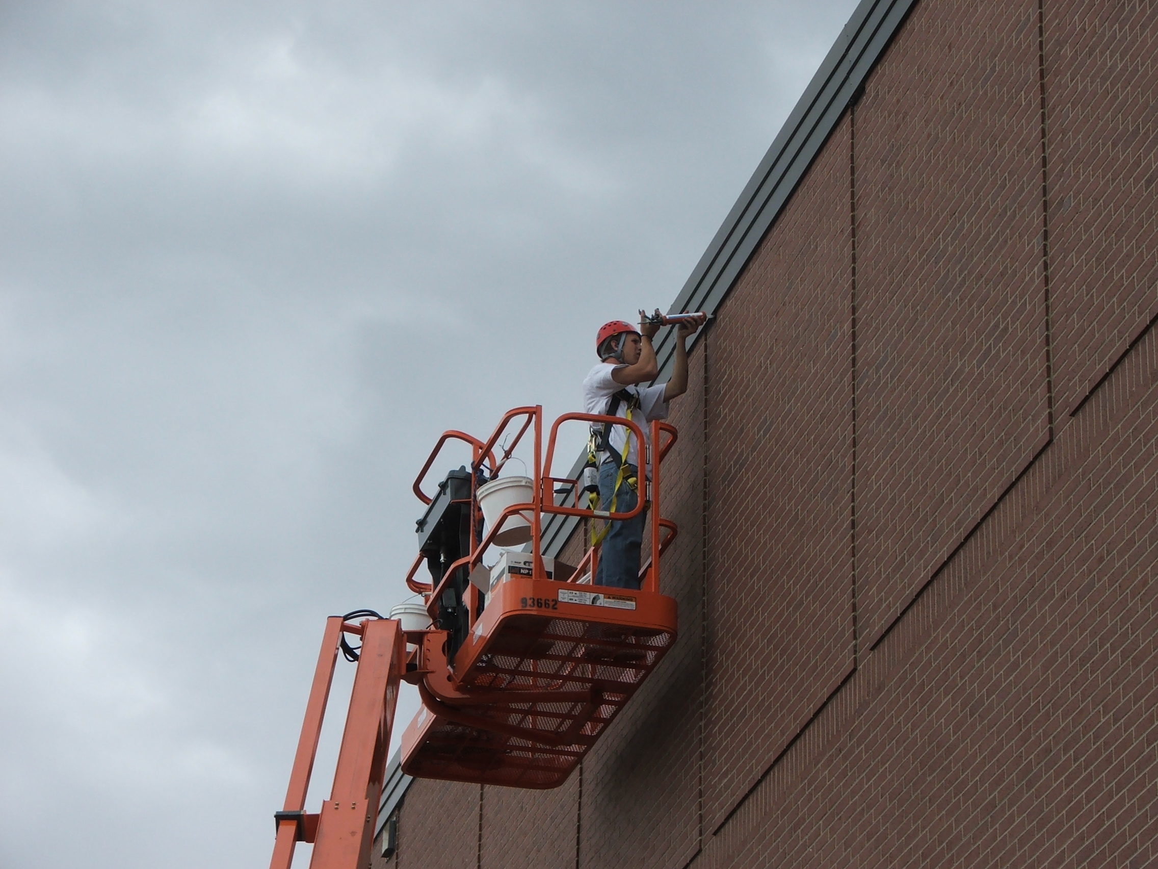 How to Get Rid of Bats | Professional Bat Removal | Allstate Animal Control