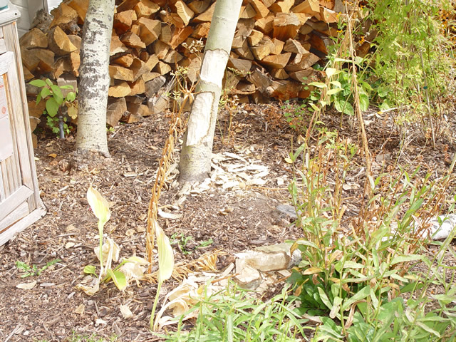 Trapping Beavers | Beaver Trap | How to Trap Beaver