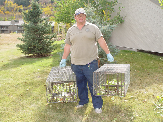 Trapping Beavers | Beaver Trap | How to Trap Beaver