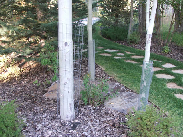 Beaver Repellent | Get Rid of Beavers | Beaver Control