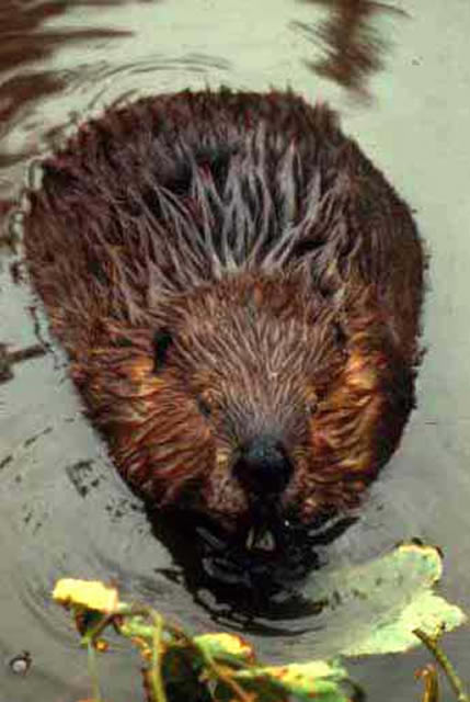 How to Get Rid of Beavers | Beaver Removal | Beaver Control