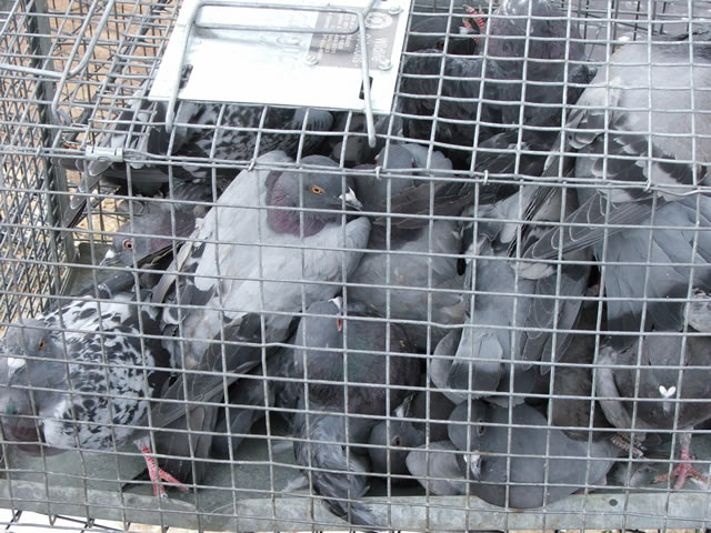 Pigeon Control | Pigeon Removal | Allstate Animal Control