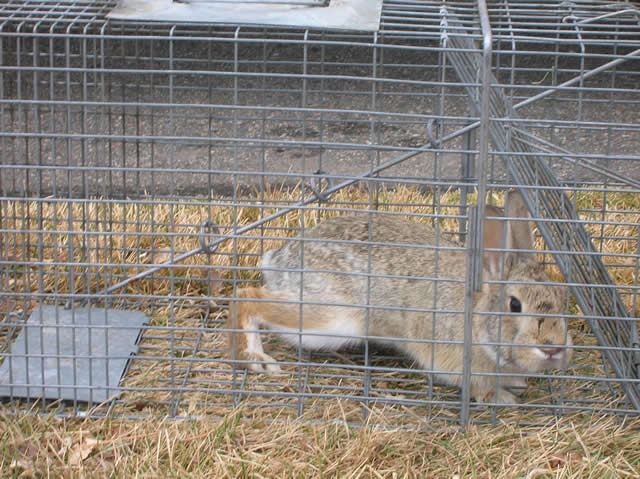 How to Get Rid of Rabbits