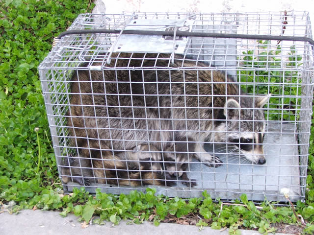 Raccoon Removal | Trapping Raccoons | Allstate Animal Control