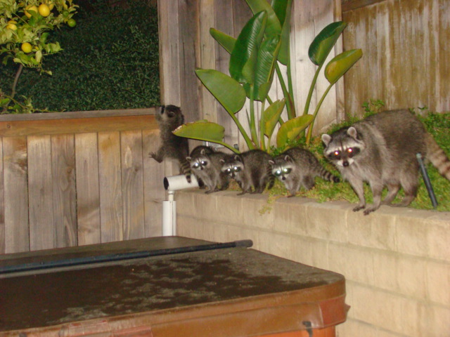 Raccoon Removal | Trapping Raccoons | Allstate Animal Control