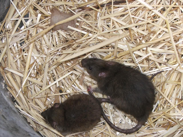 Rat Control | How To Get Rid of Rats | Rat Trapping