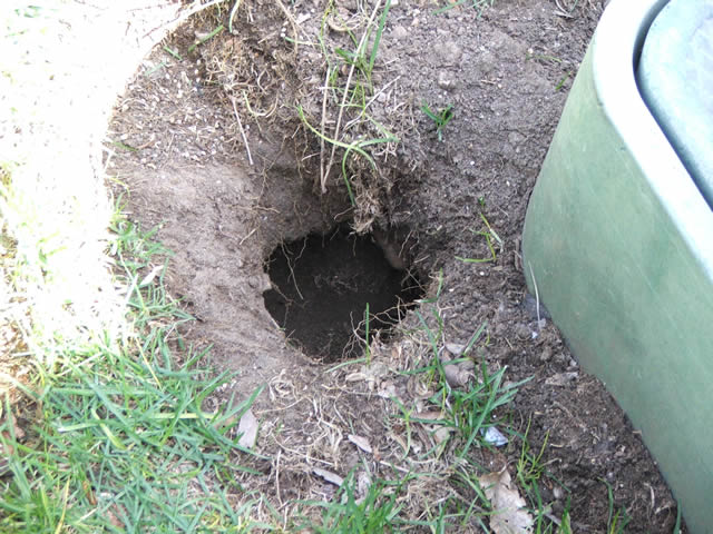 Rat Control | How To Get Rid of Rats | Rat Trapping