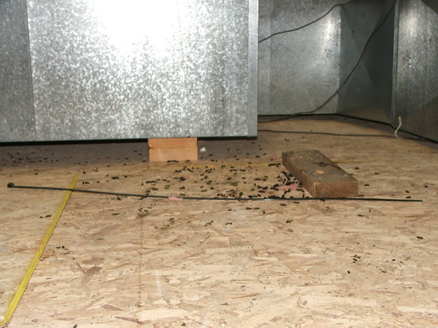 Rat Control | How To Get Rid of Rats | Rat Trapping