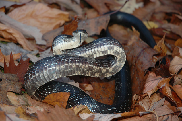 Snake Identification