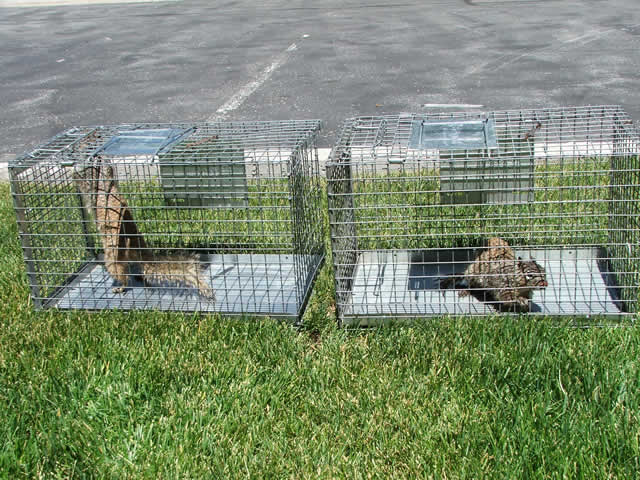 How to Get Rid of Squirrels | Squirrel Control | Squirrel Removal