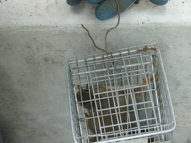 How to Get Rid of Squirrels | Squirrel Control | Squirrel Removal