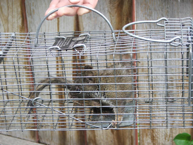 How to Get Rid of Squirrels | Squirrel Control | Squirrel Removal