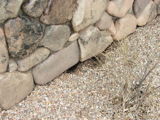Vole Control | How to Get Rid Of Voles | Vole Removal