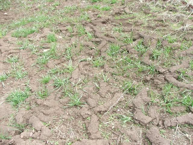 Vole Control | How to Get Rid Of Voles | Vole Removal