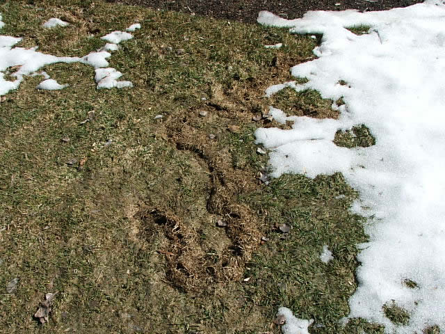 Vole Control | How to Get Rid Of Voles | Vole Removal