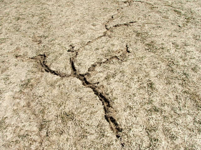 Vole Control | How to Get Rid Of Voles | Vole Removal