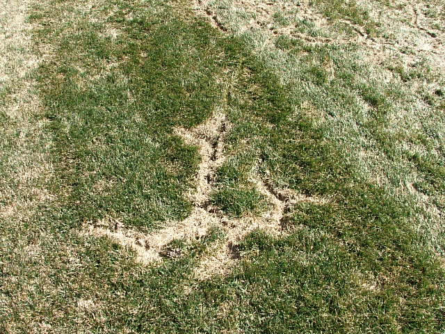 Vole Control | How to Get Rid Of Voles | Vole Removal