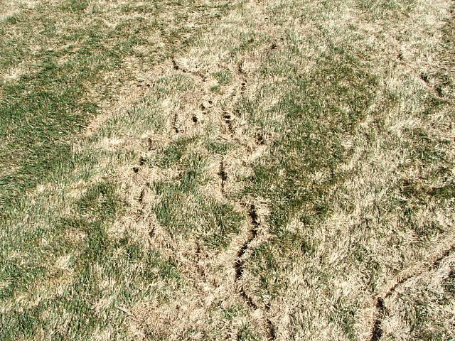 Vole Control | How to Get Rid Of Voles | Vole Removal