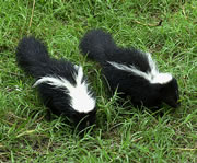 How to Get Rid of Skunks | Skunk Removal | Allstate Animal Control