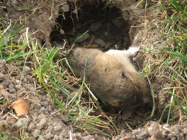 How to Get Rid of gophers